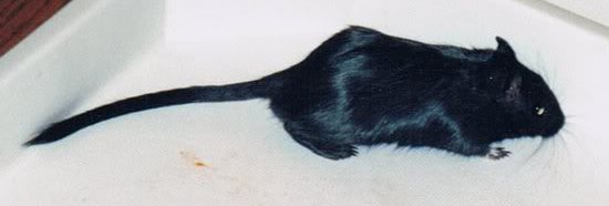 Shooting Star Gerbils